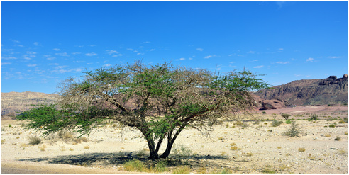 Barren Fig Tree - Seeking Things Above