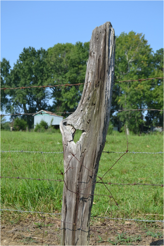 A Tree or a Post - Seeking Things Above