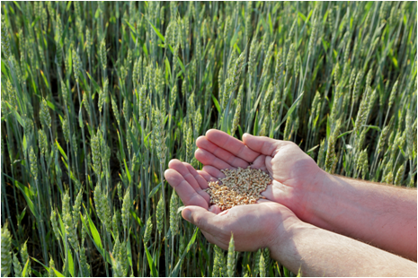 Reaping What We Sow (Galatians 6:7-8) - Seeking Things Above